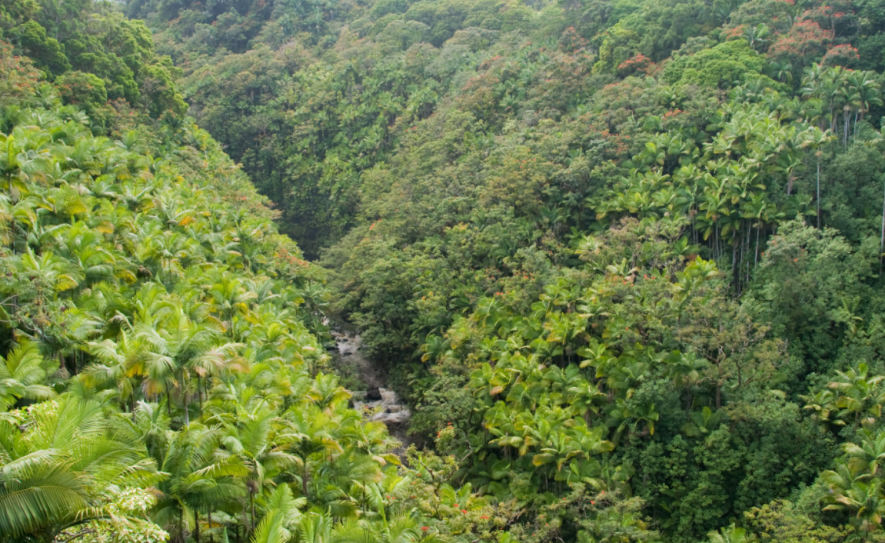 New Definition Of Forest Foreshadows End Of Forests In Uttarkhand new-definition-of-forest-foreshadows-end-of-forests-in-uttarkhand